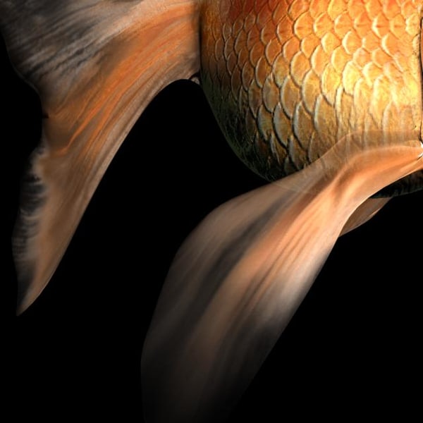 Free 3D Fish Models | TurboSquid