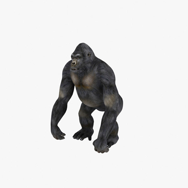 3d gorilla monkey model