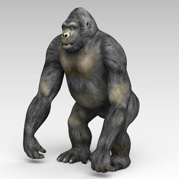 3d gorilla monkey model