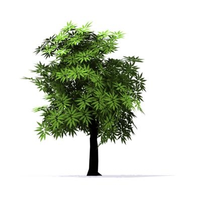 3d model mango tree