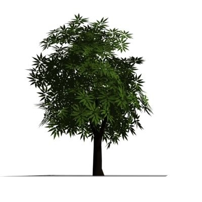 3d model mango tree