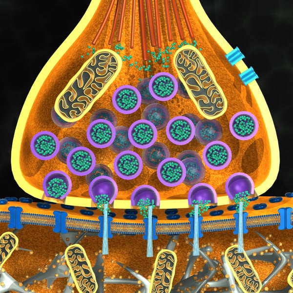 body neuron cell 3d model
