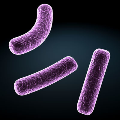 3d model bacillus bacteria bacterial cell