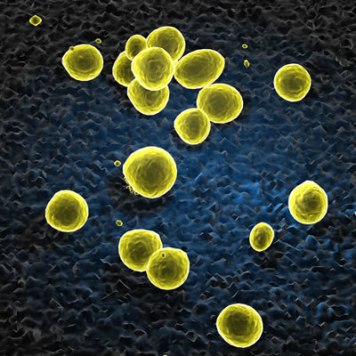 3d staphylococcus bacteria model