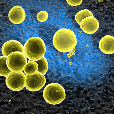 3d staphylococcus bacteria model