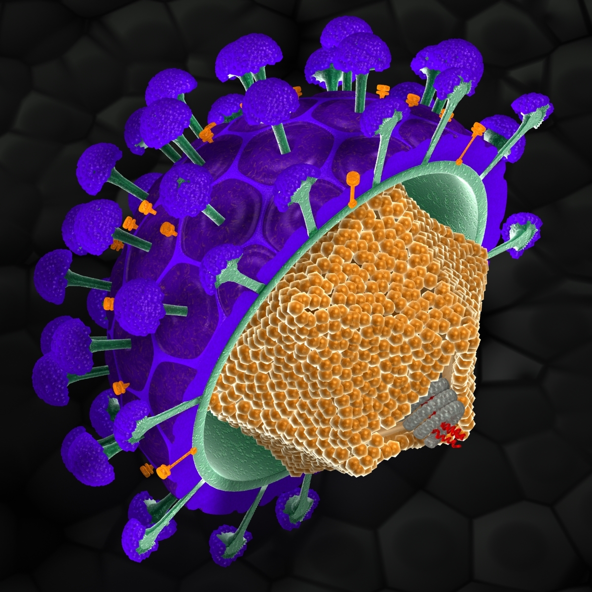 3d model virus structure