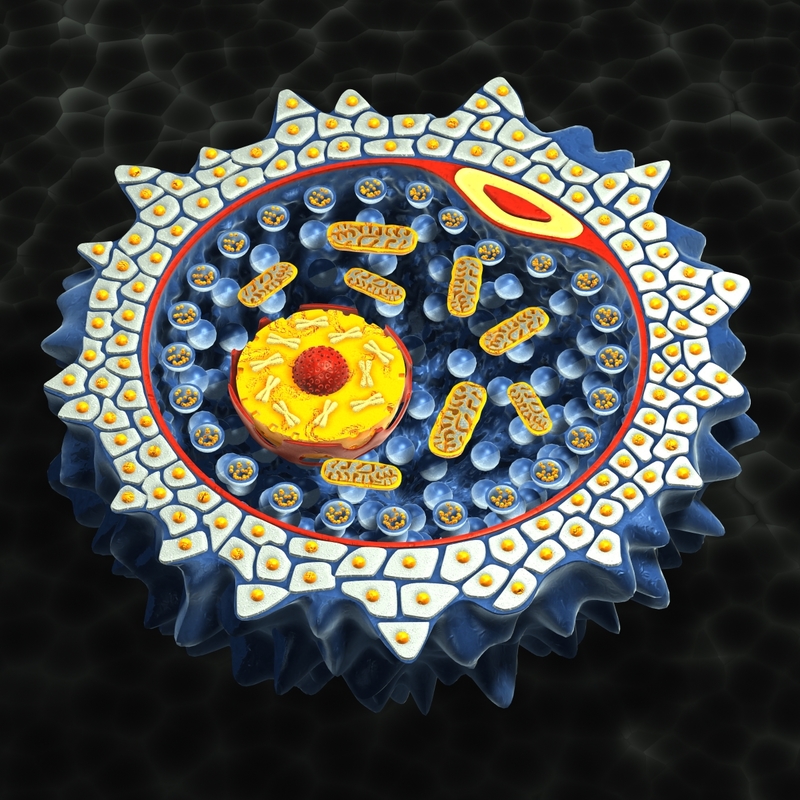 human egg cell 3d model