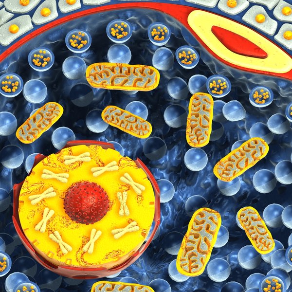 human egg cell 3d model