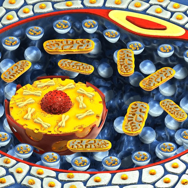 human egg cell 3d model