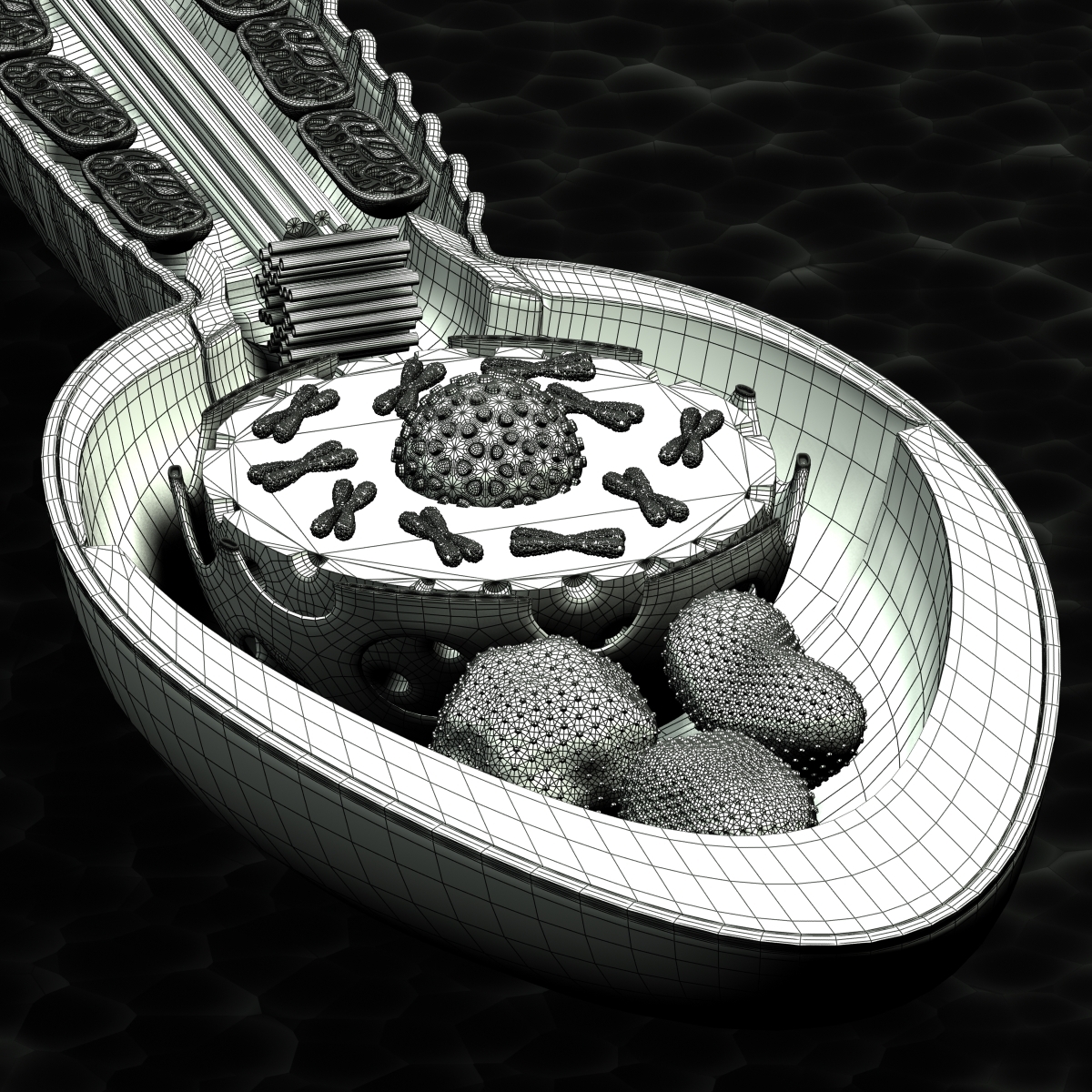 sperm ovum 3d model
