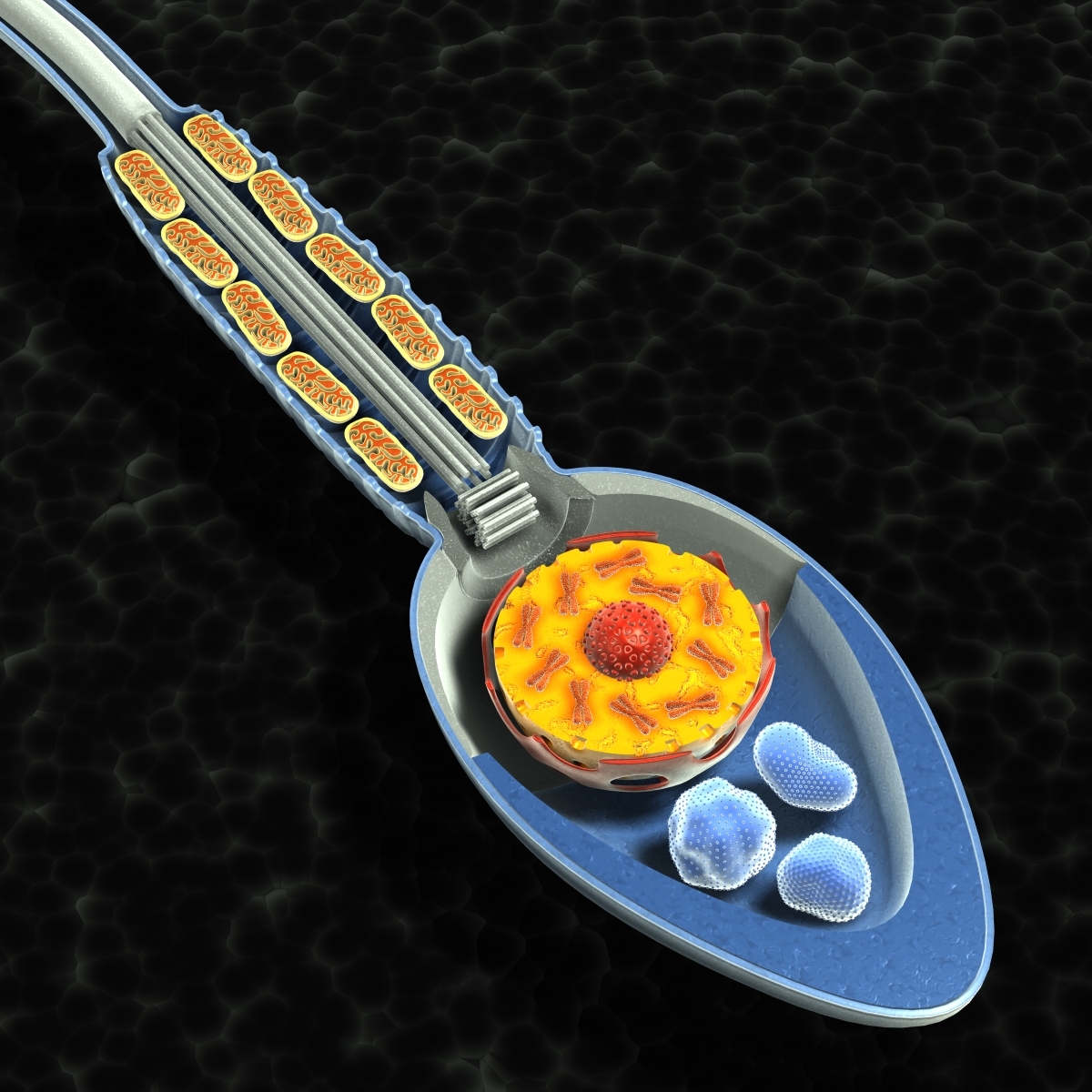 sperm ovum 3d model
