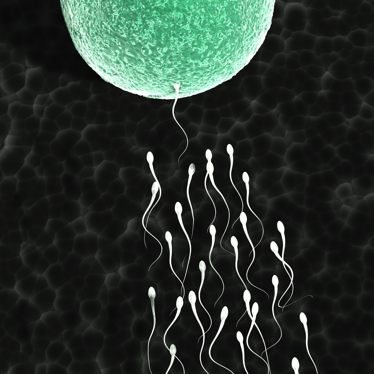 sperm ovum 3d model