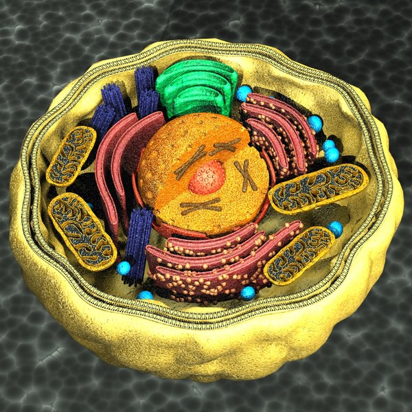 human cell 3d model