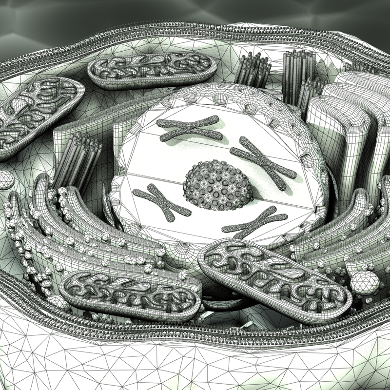 human cell 3d model