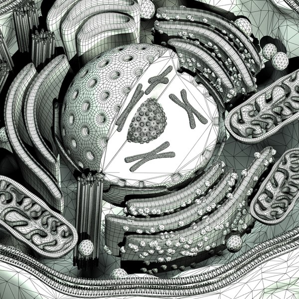 human cell 3d model