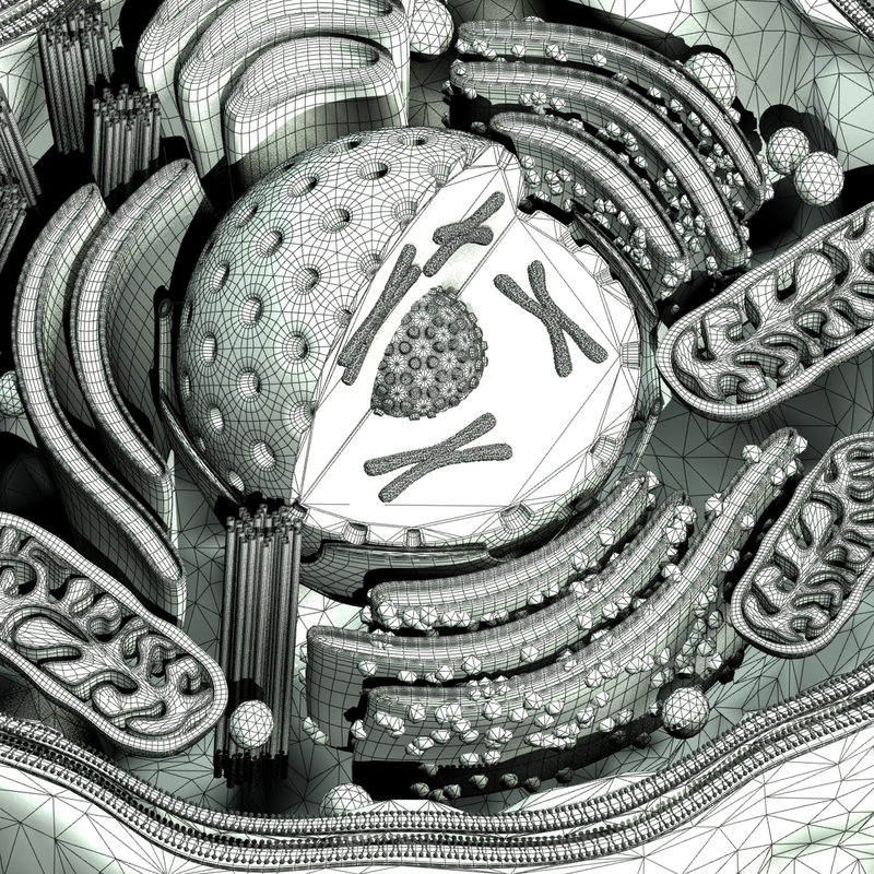human cell 3d model
