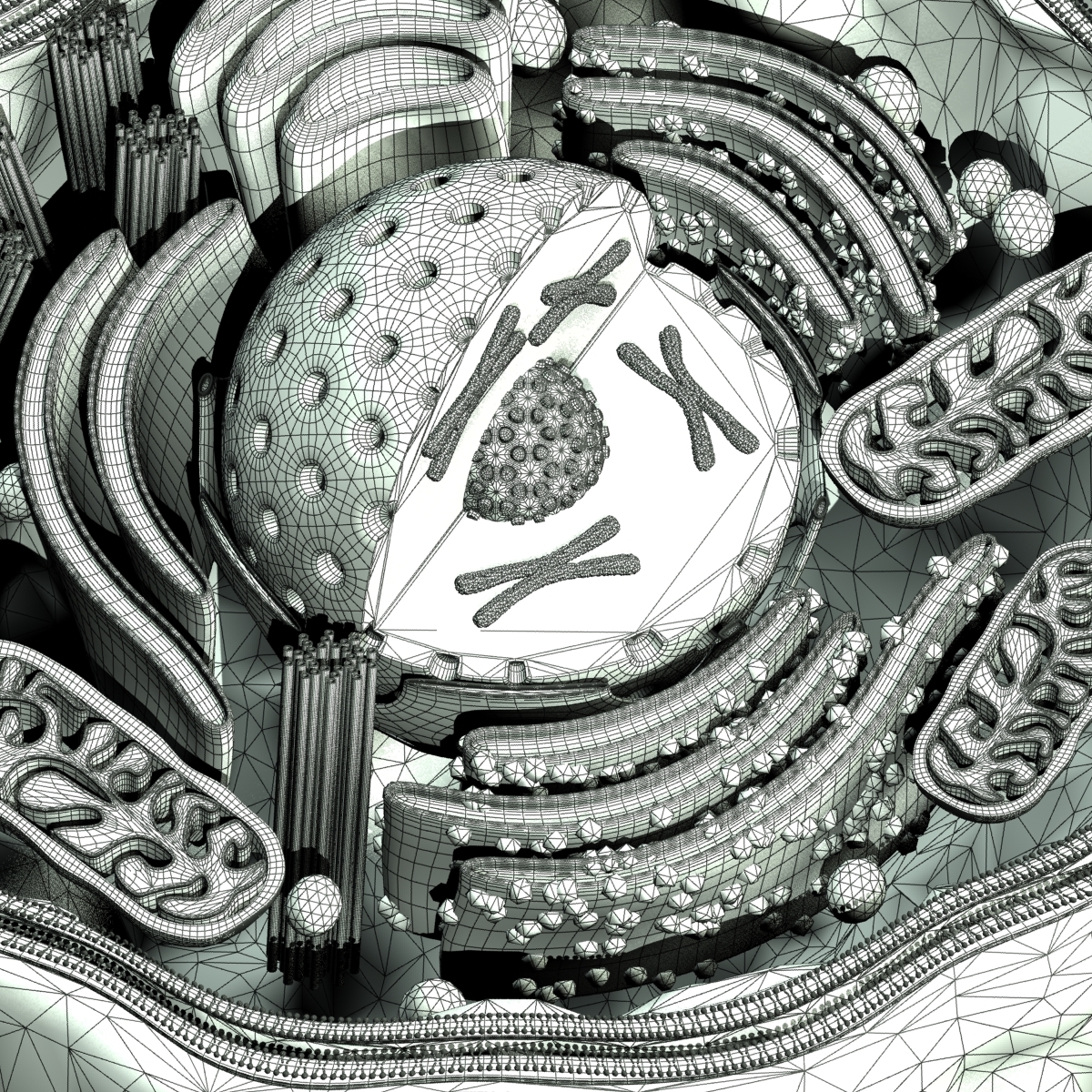 human cell 3d model