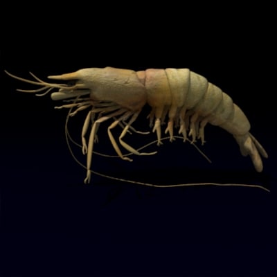 Prawn Cocktail 3d Model