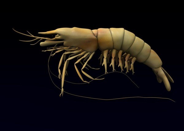 prawn 3d model