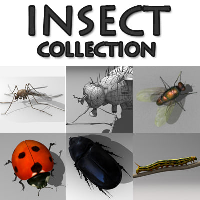 maya insect mosquito ladybird caterpillar