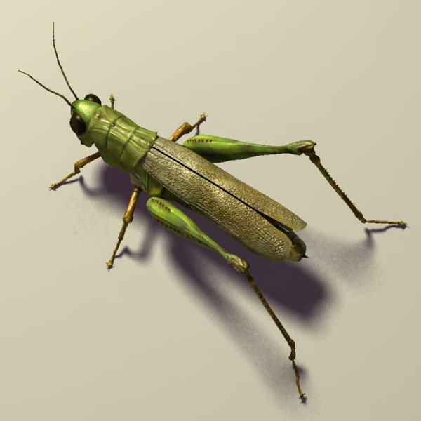 3d grasshopper grass