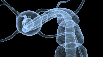neuron cell dendrites biomedical 3d model
