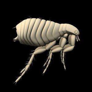 Flea 3D Models for Download | TurboSquid