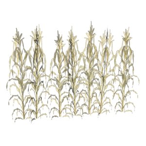 3d wheat plant model