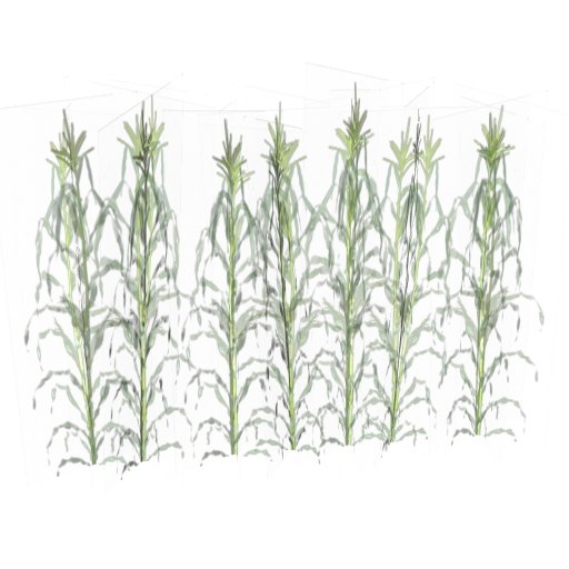 crops growth corn wheat 3d model