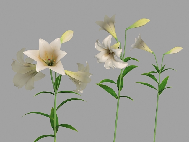 lilly blume 3d model