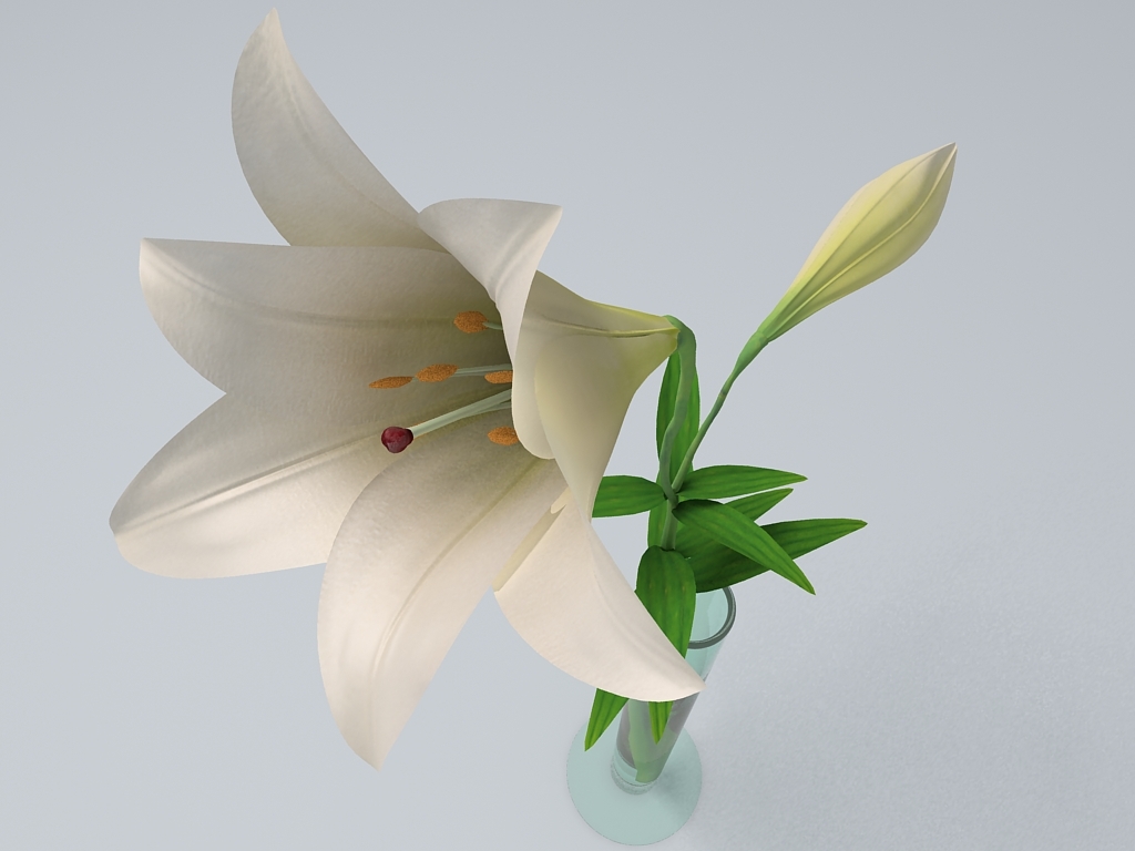 lilly blume 3d model
