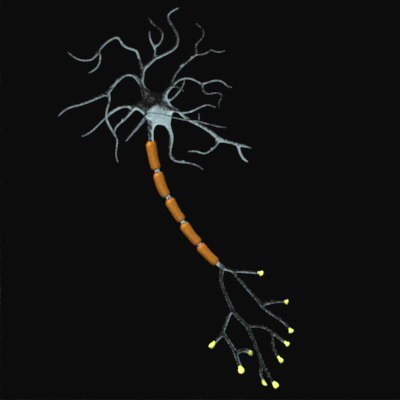 neuron cell 3d model