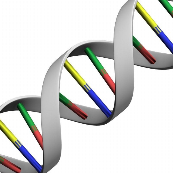 3d model dna cell