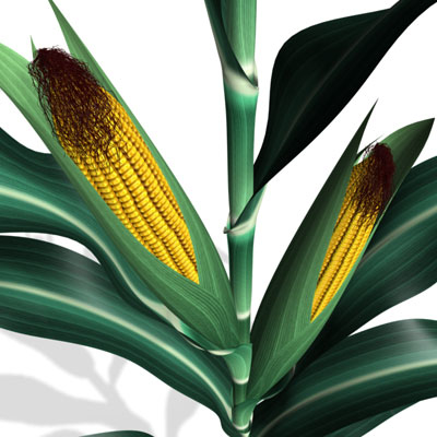 corn plant 3d model