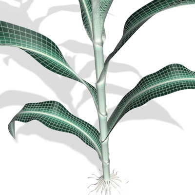 corn plant 3d model