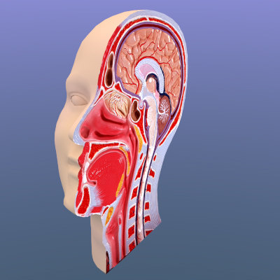 head cutaway 3d model