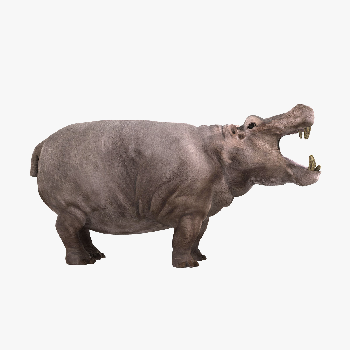 3dsmax realistic hippopotamus
