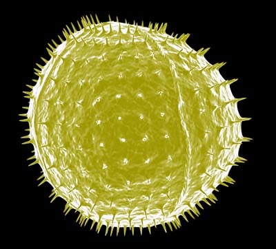 3d model microscopic pollen