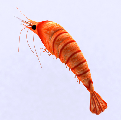 shrimp 3d model