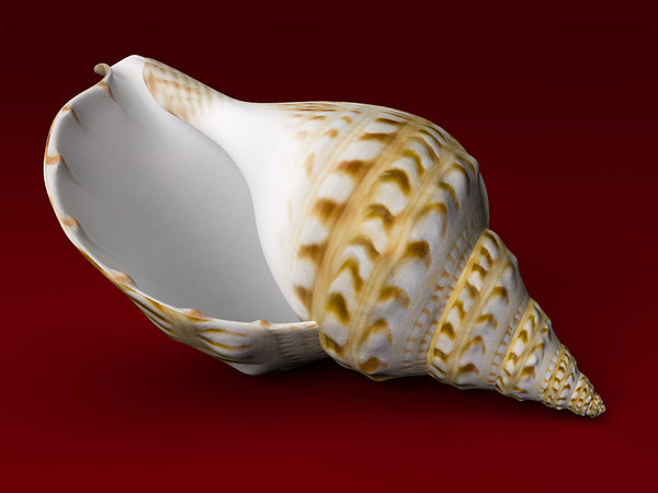 seashell charonia 3d obj