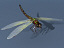 rigged dragonfly max