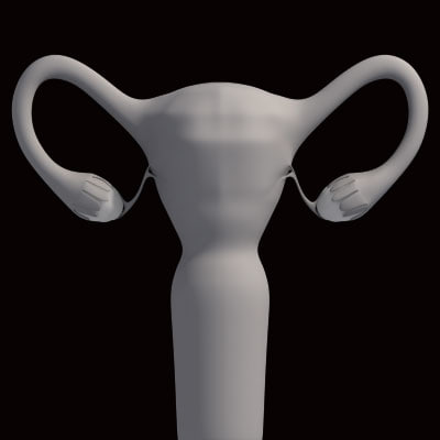 uterus cross section ovaries 3d model