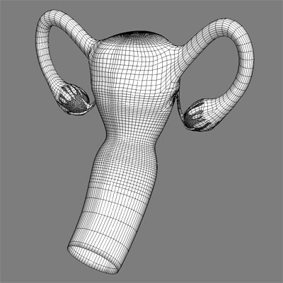 uterus cross section ovaries 3d model