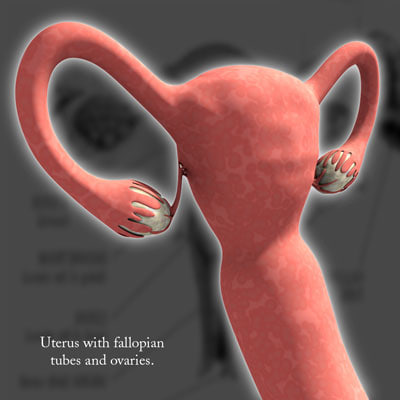 uterus cross section ovaries 3d model