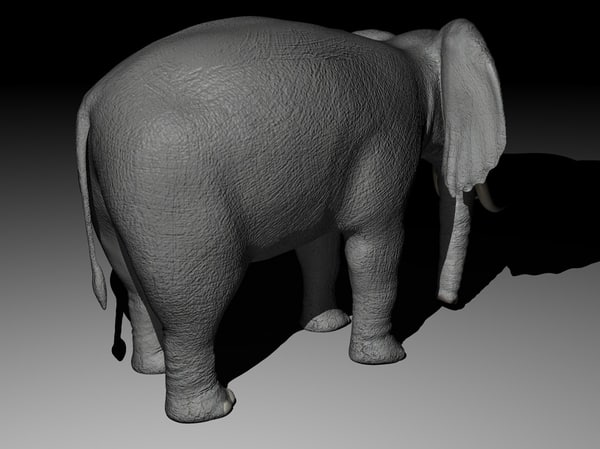 maya african elephant