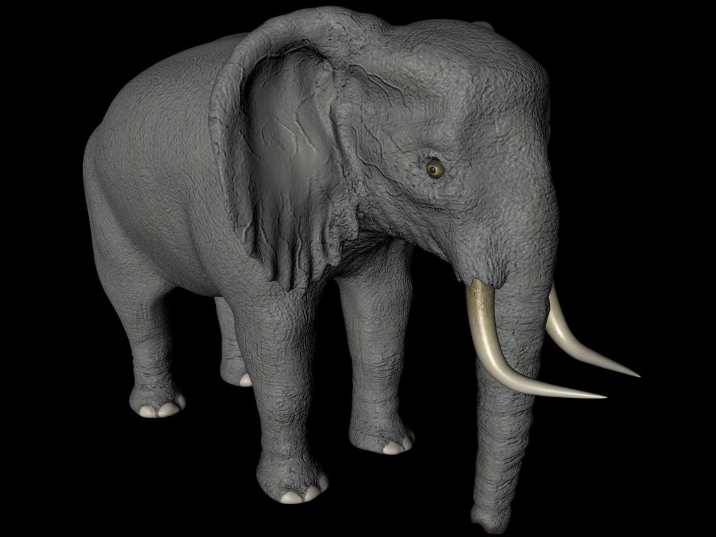 maya african elephant