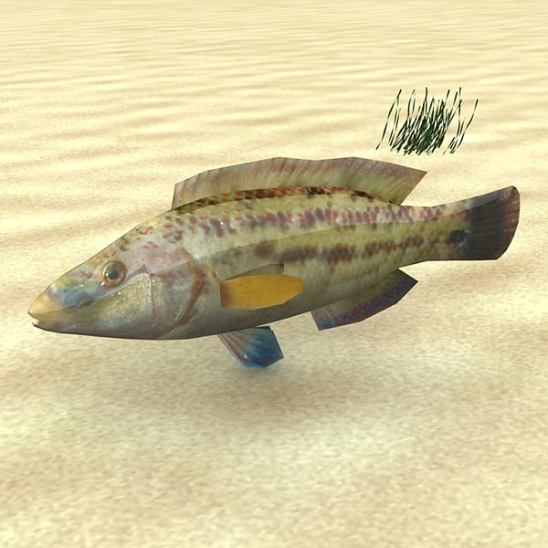 fish low-poly symphodus 3d model