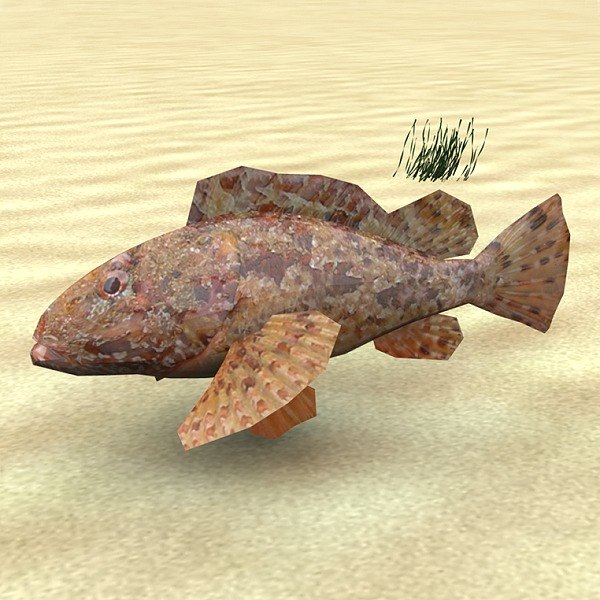 maya fish scorpaena scrofa