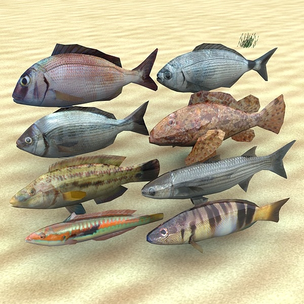 3ds max fish adriatic sea