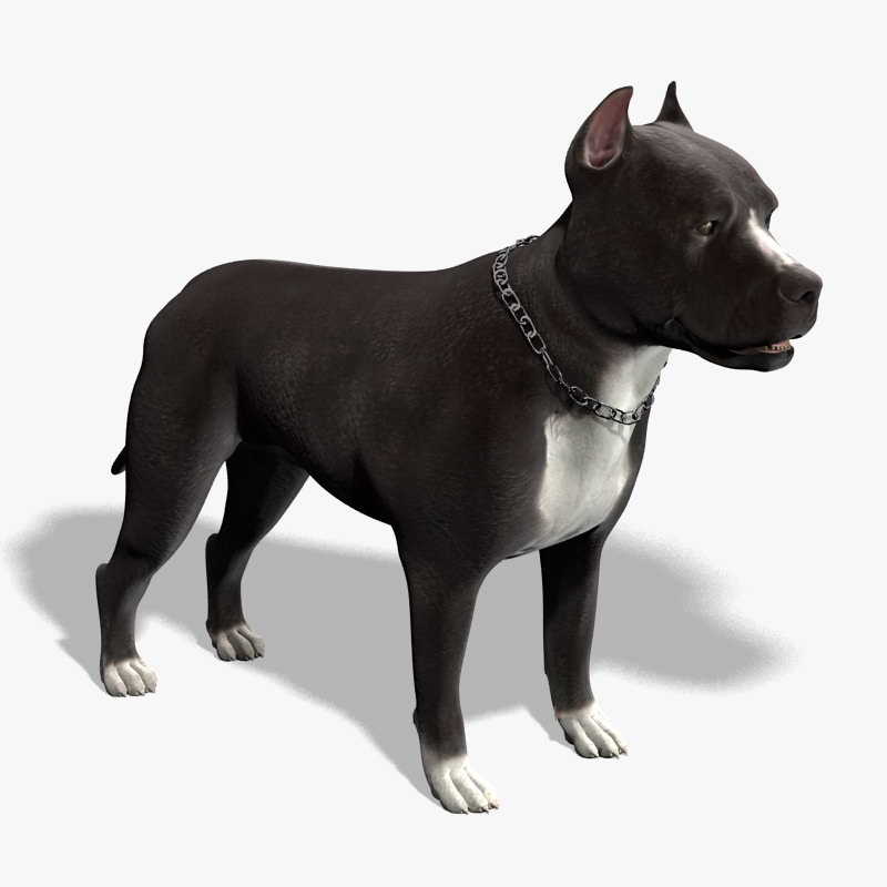 3d model pitbull pit bull